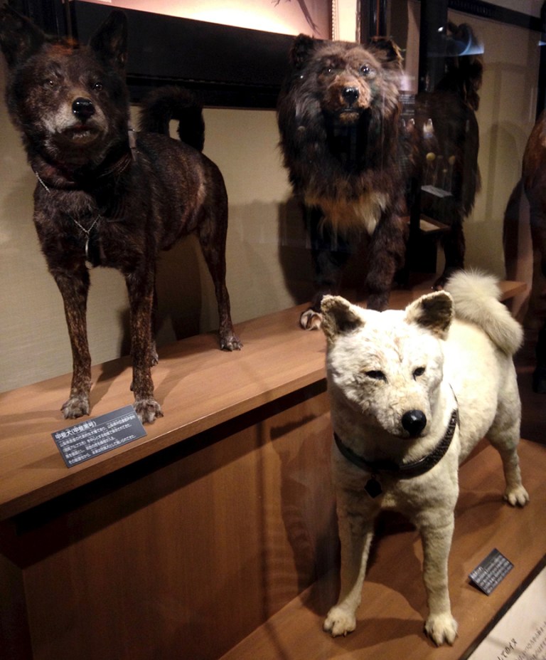 National Museum of Nature & Science – Jonelle Patrick writes about Japan