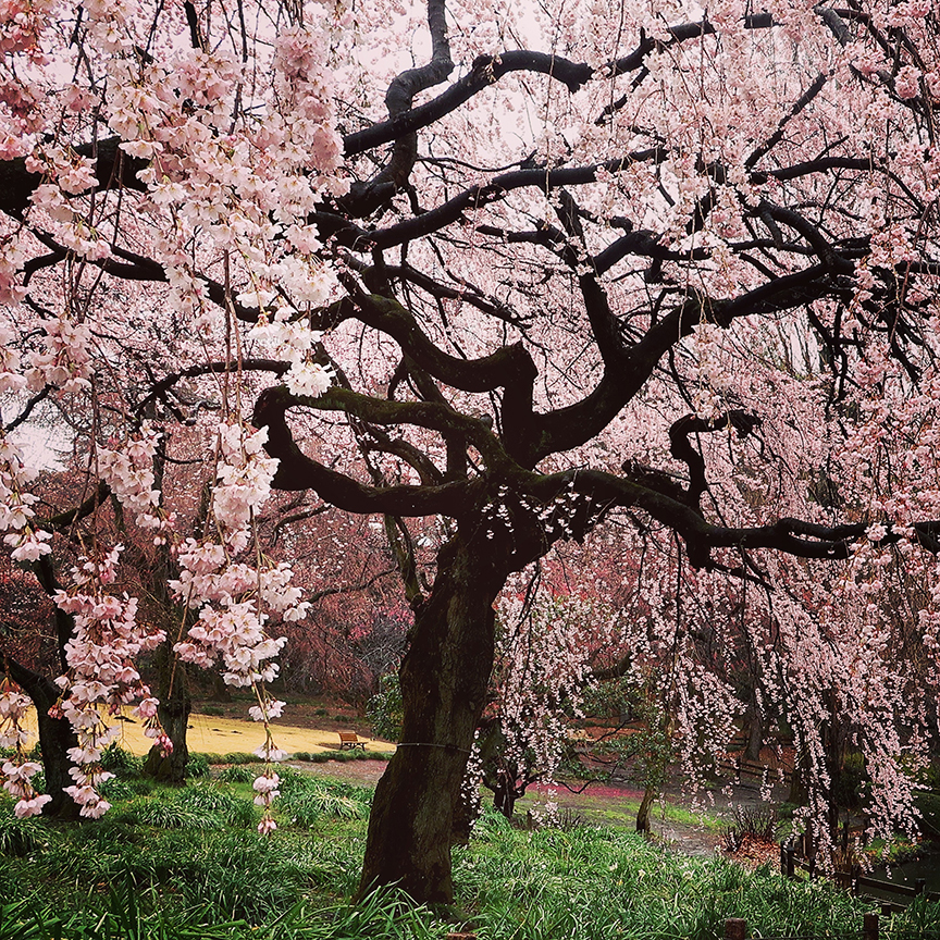 A Perfect Day for Cherry Blossoms – Jonelle Patrick writes about Japan