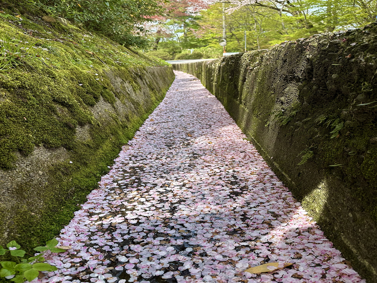 Pink River Season: The cherry blossoms just keep on giving – Jonelle ...
